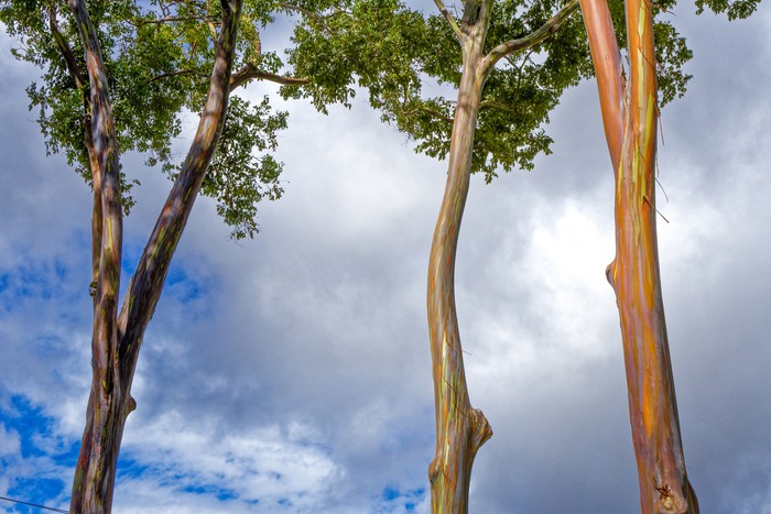Potret Pohon Cantik Berkulit Pelangi