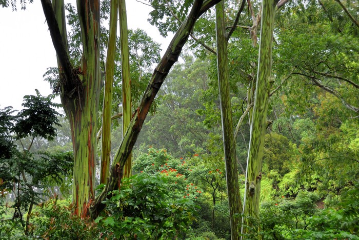Potret Pohon Cantik Berkulit Pelangi
