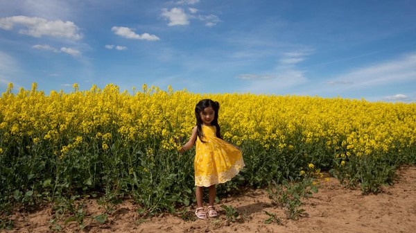 Indahnya Padang Bunga Bermekaran di Australia