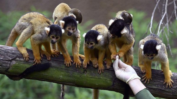 Foto: Bayi-Bayi Hewan Menggemaskan di Kebun Binatang Taipei