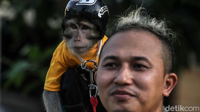 Gemes! Monyet ini Pakai Baju dan Helm Lho