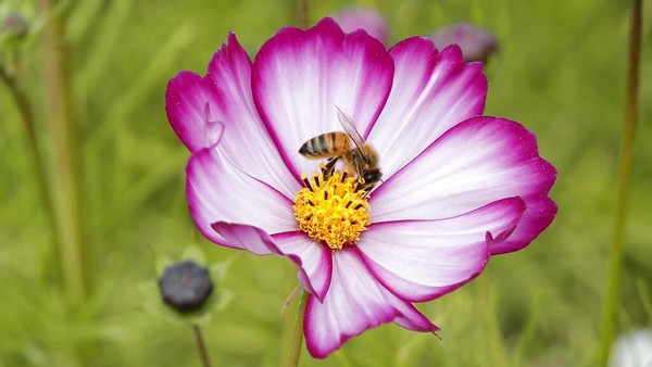 Foto Indahnya Taman Bunga Cosmos di Korsel