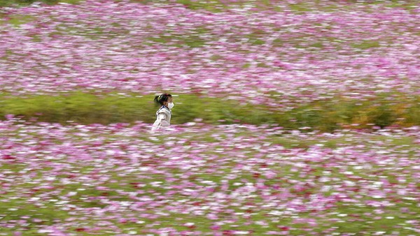 Foto Indahnya Taman Bunga Cosmos di Korsel