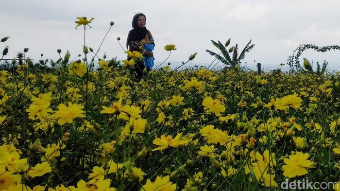 Menikmati Indahnya Taman Bunga Celosia di Kuningan