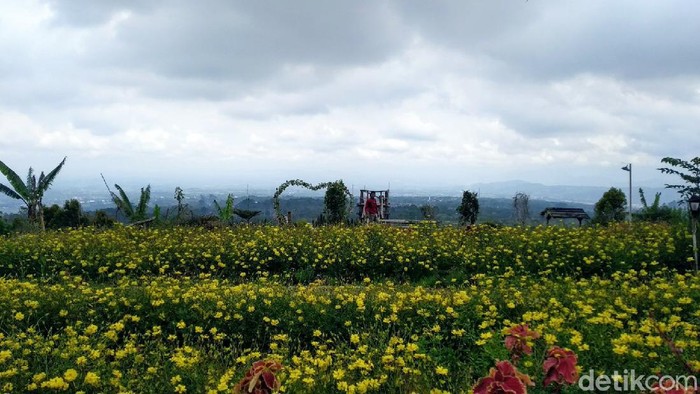 Menikmati Indahnya Taman Bunga Celosia di Kuningan