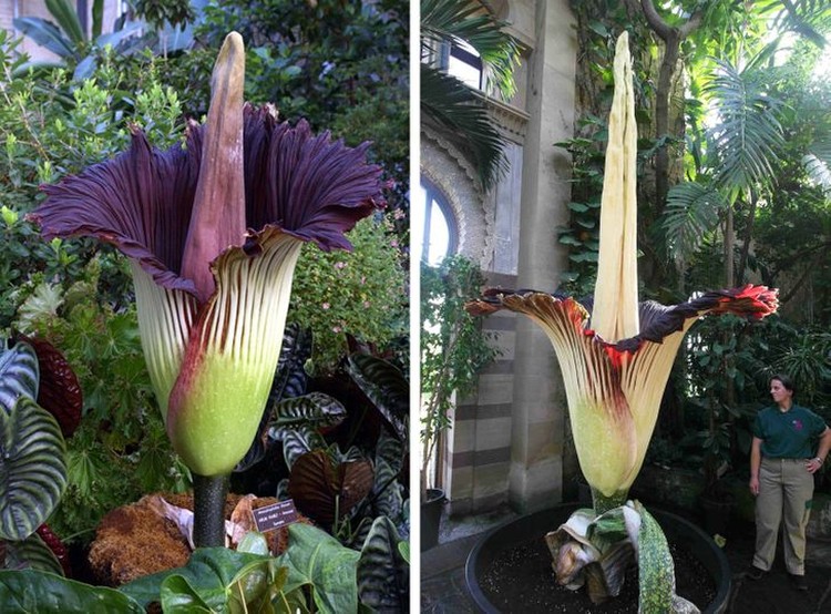 Deretan Tanaman Aneh Bak di Planet Alien