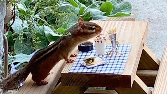 Foto: Restoran Mini Khusus untuk Tupai