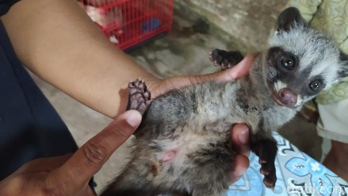 Boleh Dicoba Nih Ternak Musang, Cuannya Lumayan Lho