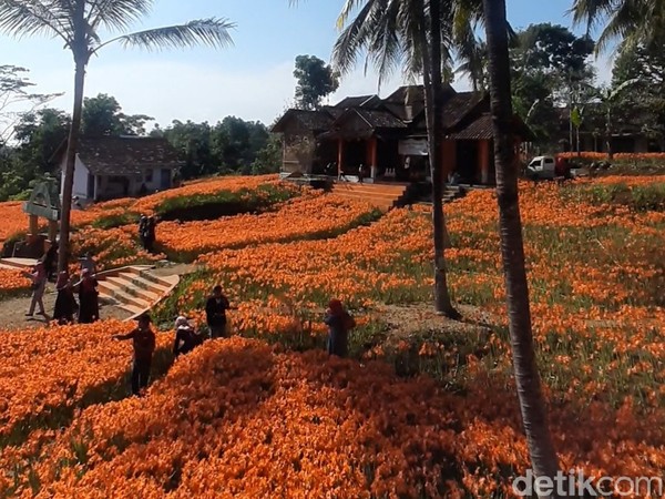 Kebun Bunga Amarilis di Gunungkidul Jogja Sedang Mekar Lho