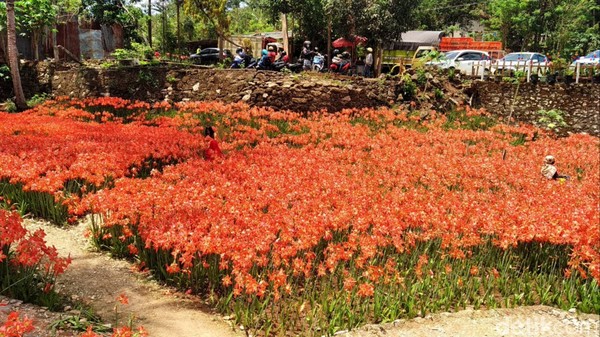 Kebun Bunga Amarilis di Gunungkidul Jogja Sedang Mekar Lho