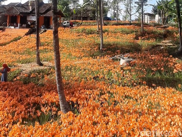 Kebun Bunga Amarilis di Gunungkidul Jogja Sedang Mekar Lho