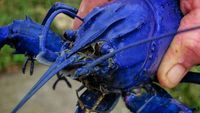 Udang Biru dengan Harga Rp 2,5 Juta Ini Banyak Dicari, Anda Sudah Punya?
