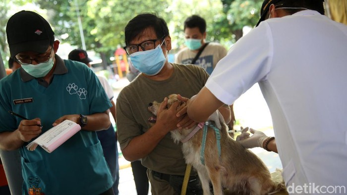 Kucing Hingga Anak Kera Lucu Ini Disuntik Vaksin Rabies