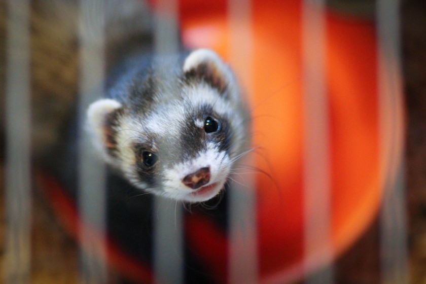 Jadi Sumber Mutasi Corona, Ini Bedanya Cerpelai dengan Musang