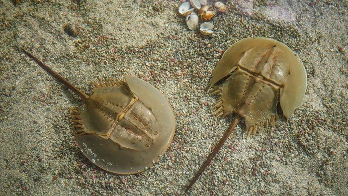 Ratusan Hewan Purba Laut Dilepas ke Alam, Pakar IPB Soroti Konservasi ...