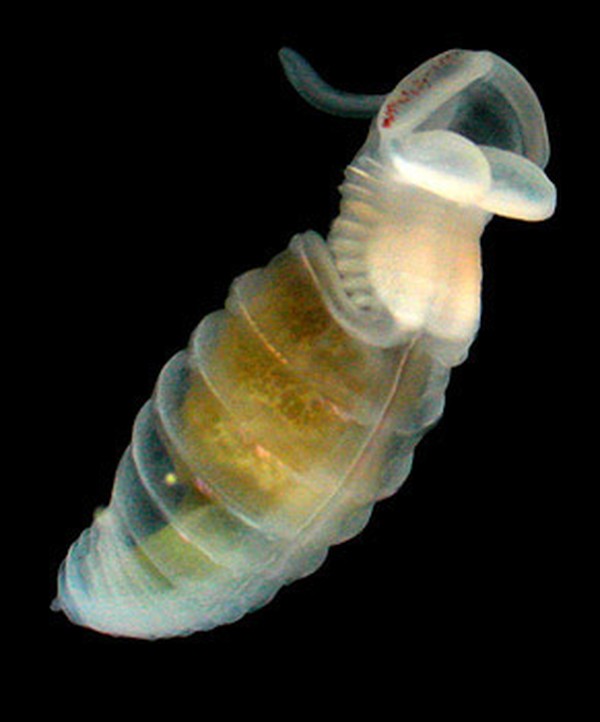 Foto: Cacing Unik Bernama Pantat Babi