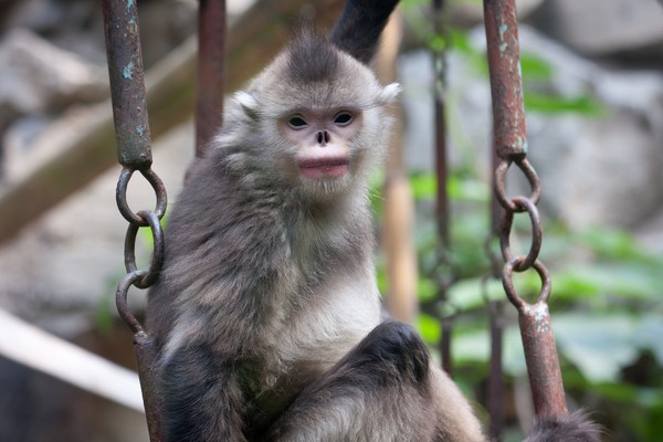 Primata Paling Langka Dunia yang Suka Bersin