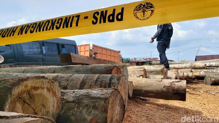 Foto: Ratusan Kayu Ilegal Diamankan di Kampar Riau