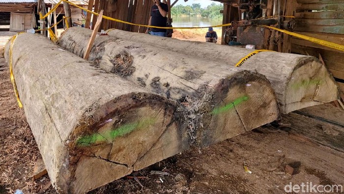 Foto: Ratusan Kayu Ilegal Diamankan di Kampar Riau
