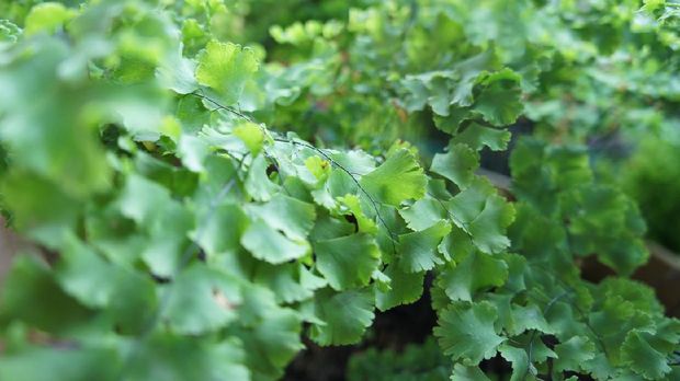 5 Tanaman Hias Gantung Paling Populer untuk Mempercantik Teras-Balkon