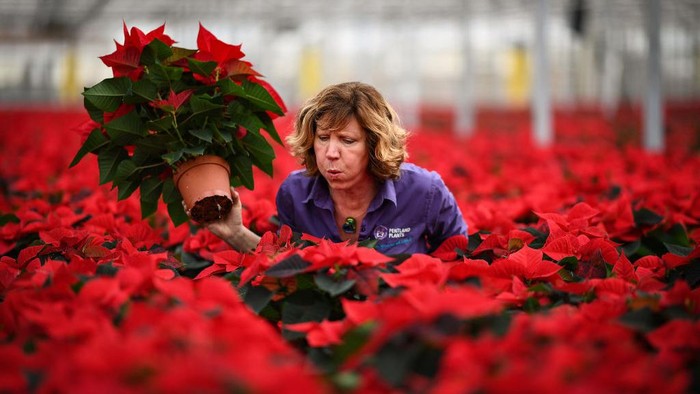 Cantiknya Kastuba, Si Bunga Natal yang Mempesona