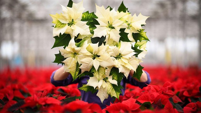 Cantiknya Kastuba, Si Bunga Natal yang Mempesona