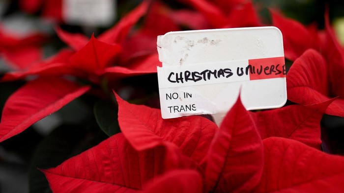 Cantiknya Kastuba, Si Bunga Natal yang Mempesona