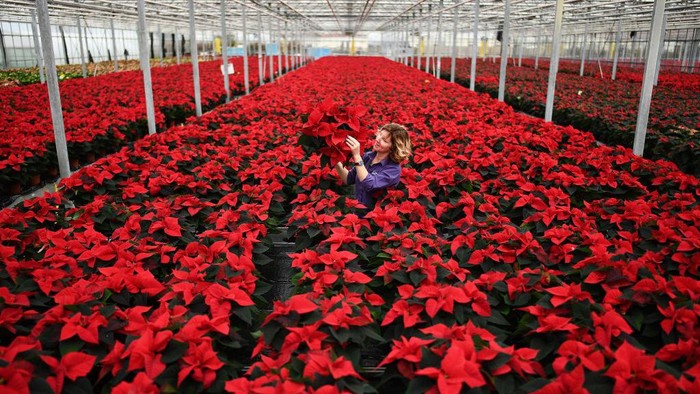 Cantiknya Kastuba, Si Bunga Natal yang Mempesona