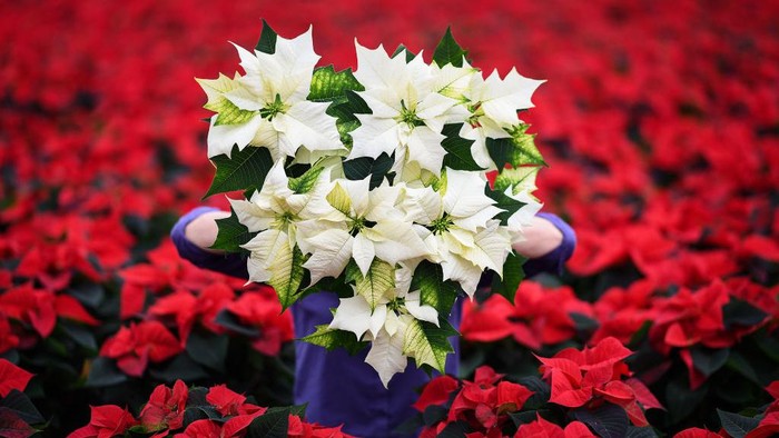 Cantiknya Kastuba, Si Bunga Natal yang Mempesona