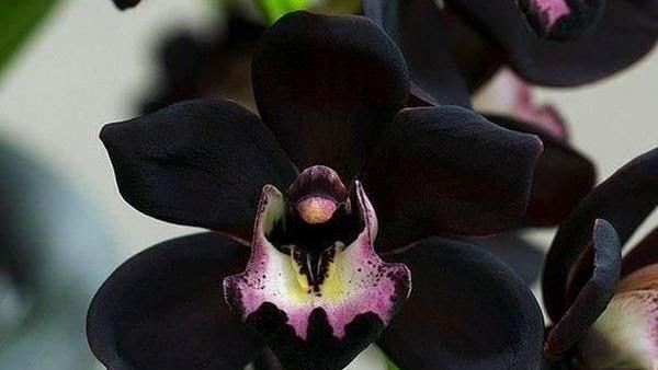 5 Tanaman Endemik Indonesia yang Unik dari Indonesia