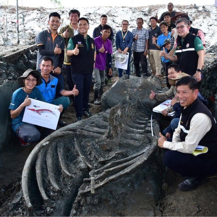 Fosil Paus Purba Ditemukan di Thailand