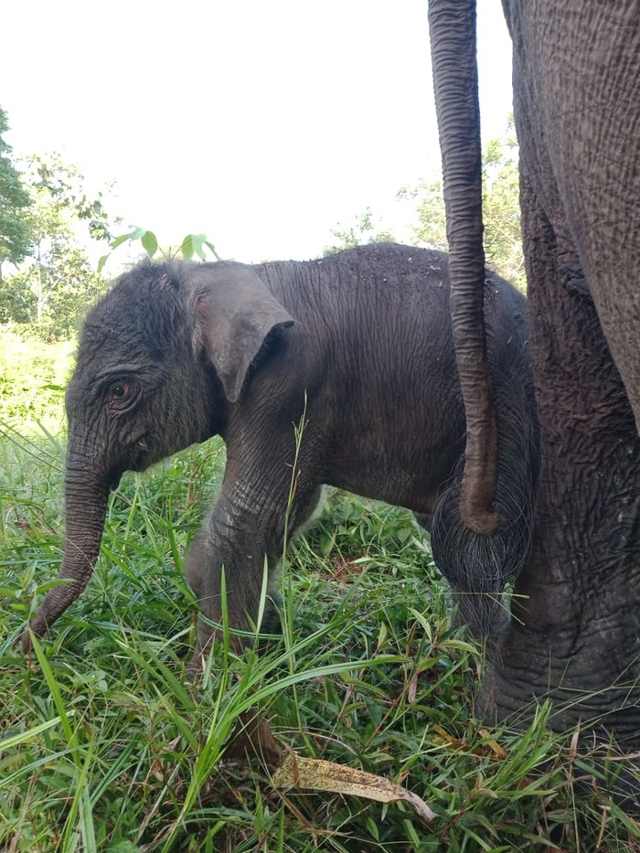 Anak Gajah Lahir Usai Induk Diselamatkan 27 Tahun Lalu dari Konflik