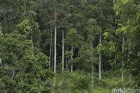 10 Manfaat Hutan Lindung dalam Kehidupan, Apa Saja?