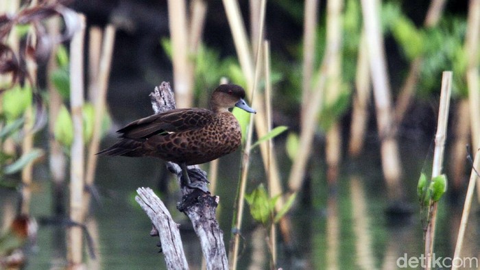 Si Benjut Penghuni Pesisir Jakarta