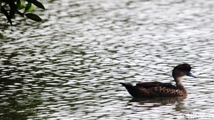 Si Benjut Penghuni Pesisir Jakarta
