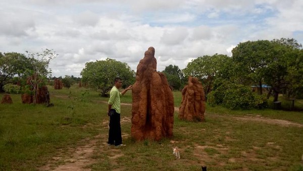 Foto Keajaiban Alam dari Merauke: Rumah Rayap Berukuran Raksasa