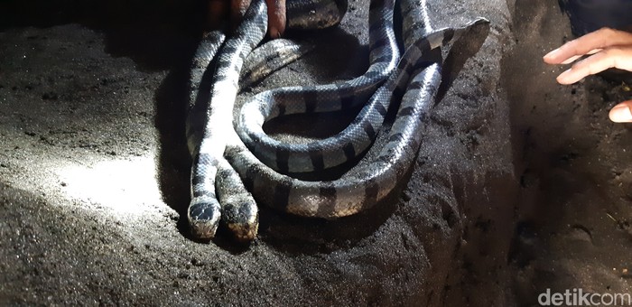 Foto: Ular Keramat yang Mengabulkan Permohonan