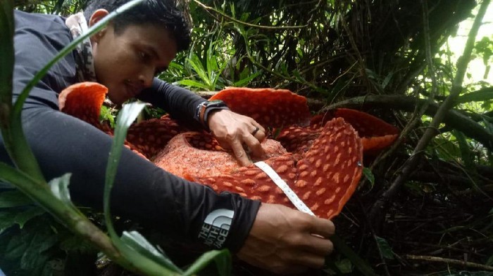 Mengenal Rafflesia, Bunga Langka di Agam Sumbar