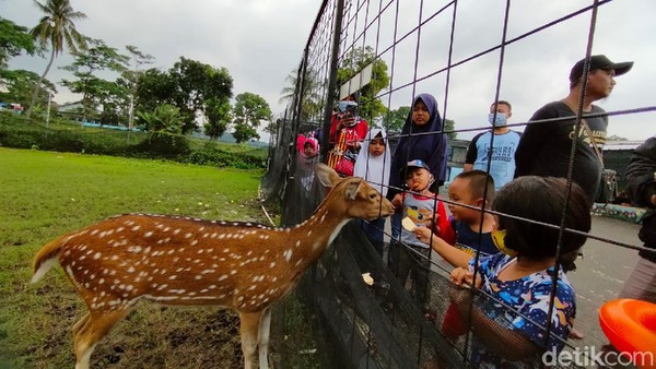 Foto: Serunya Libur Tahun Baru di Mini Zoo Kuningan