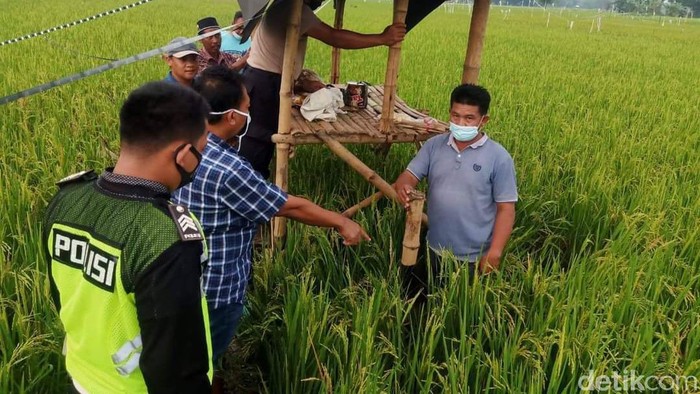Kakek di Jombang Tewas Tersambar Petir Saat Jaga Padi di Sawah Kakek di Jombang Tewas Tersambar Petir Saat Jaga Padi di Sawah