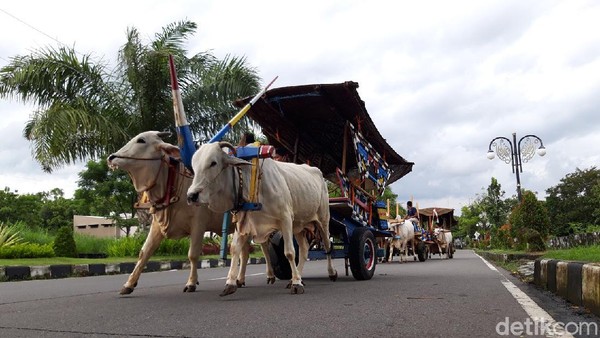 Asyiknya Jalan-jalan Sore Naik Gerobak Sapi