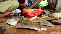 Terungkap! Lokasi Perburuan 'Huntu Gelap' Megalodon Sukabumi Dulunya Lautan