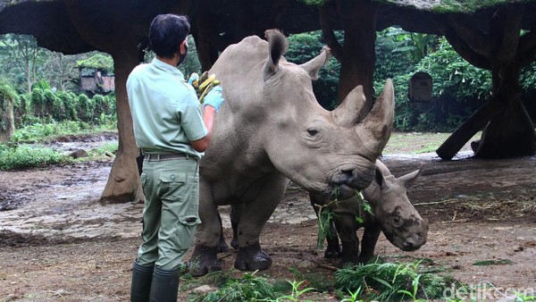 'Azsyifa' Badak Putih Penghuni Baru Taman Safari Indonesia