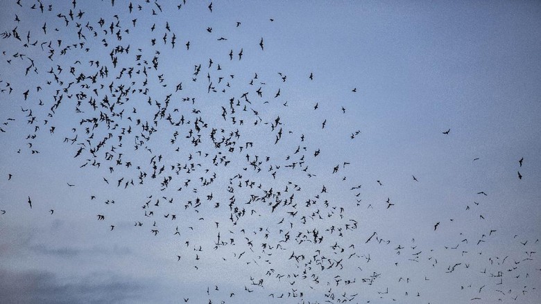 Khawatir Penularan Virus Nipah dari Malaysia, Indonesia Diminta Waspada
