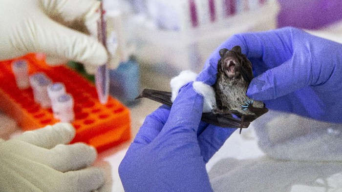 Belum Usai Corona, Virus Nipah Jadi Ancaman Pandemi Baru di Asia