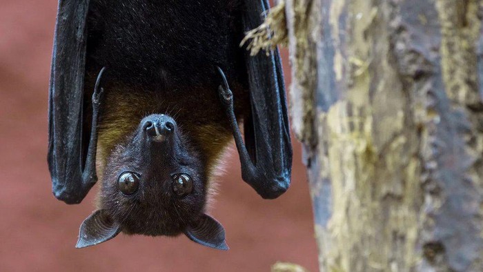 Apa Itu Virus Nipah? Ini Pengertian, Gejala, Cara Mencegah Apa Itu Virus Nipah? Ini Pengertian, Gejala, Cara Mencegah