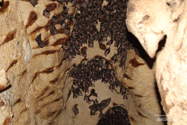 Uniknya Istana Ular di Desa Wisata Galang Manggarai Barat Flores