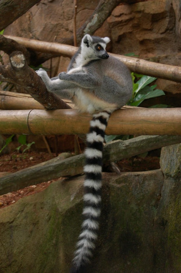 Ada Koleksi Hewan Baru di Ragunan, Mampir Yuk!