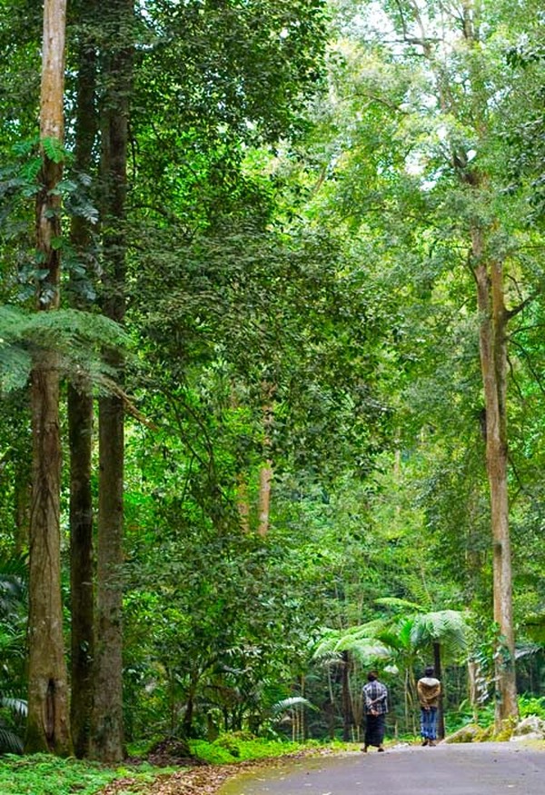 Bali Botanic Garden