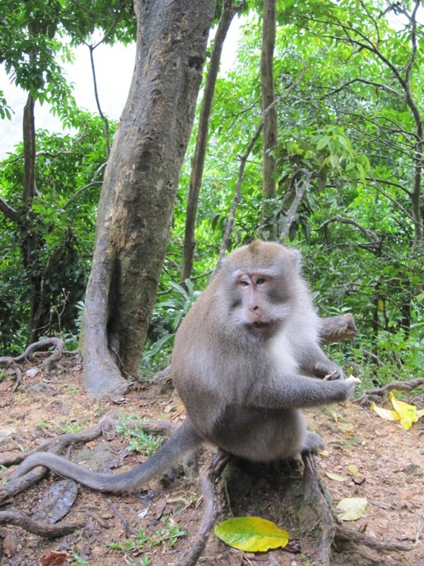 Bercengkrama dengan Monyet di Hutan Monyet Pusuk, Lombok